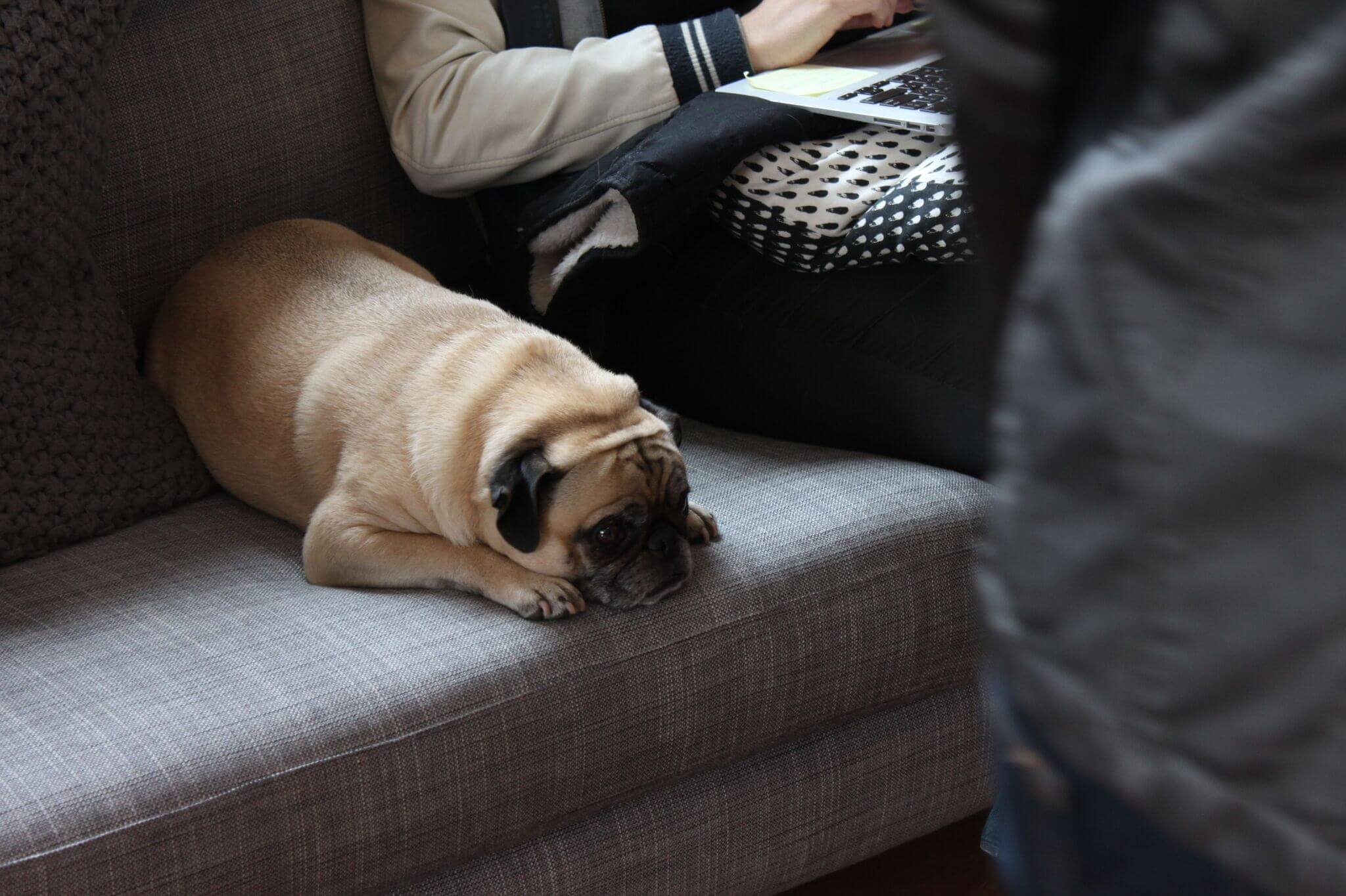 Creating A Pet Friendly Office Policy What You Need To Know Creating A Pet Friendly Office Policy What You Need To Know
